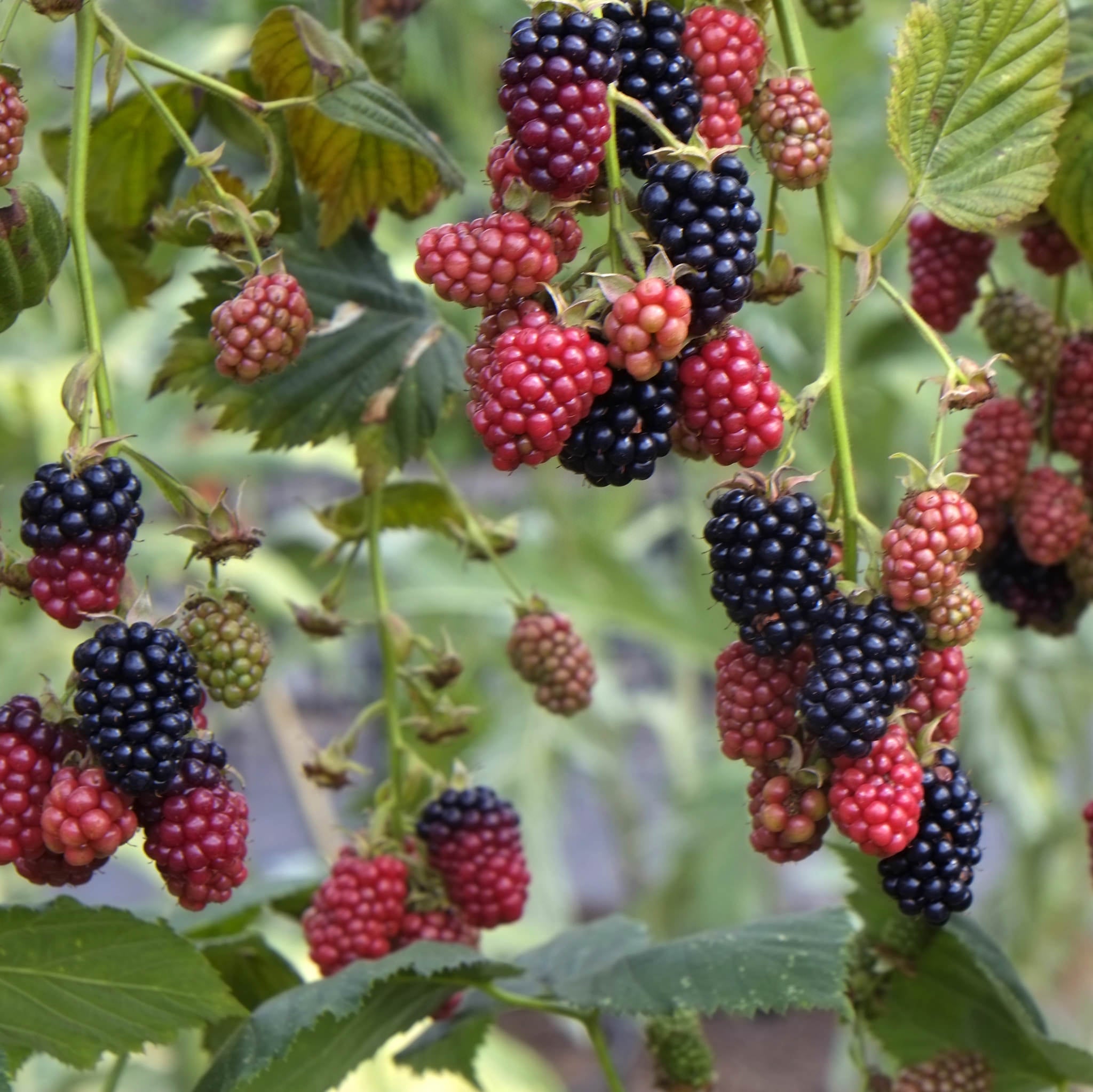 Verzorging Braam Black Cascade – Sprinklr