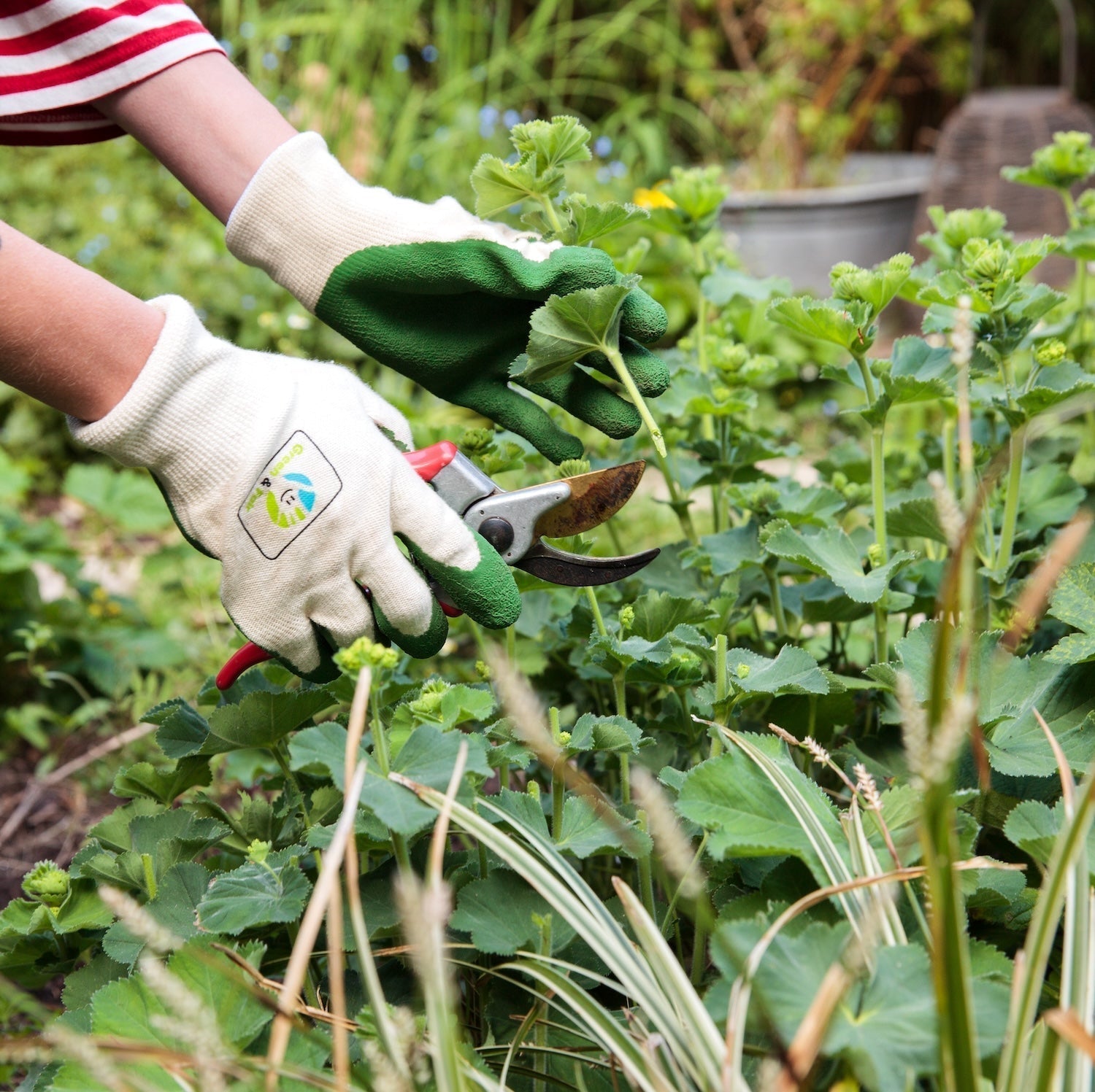Deze planten groeien bossiger en bloemiger na de Chelsea chop! – Sprinklr