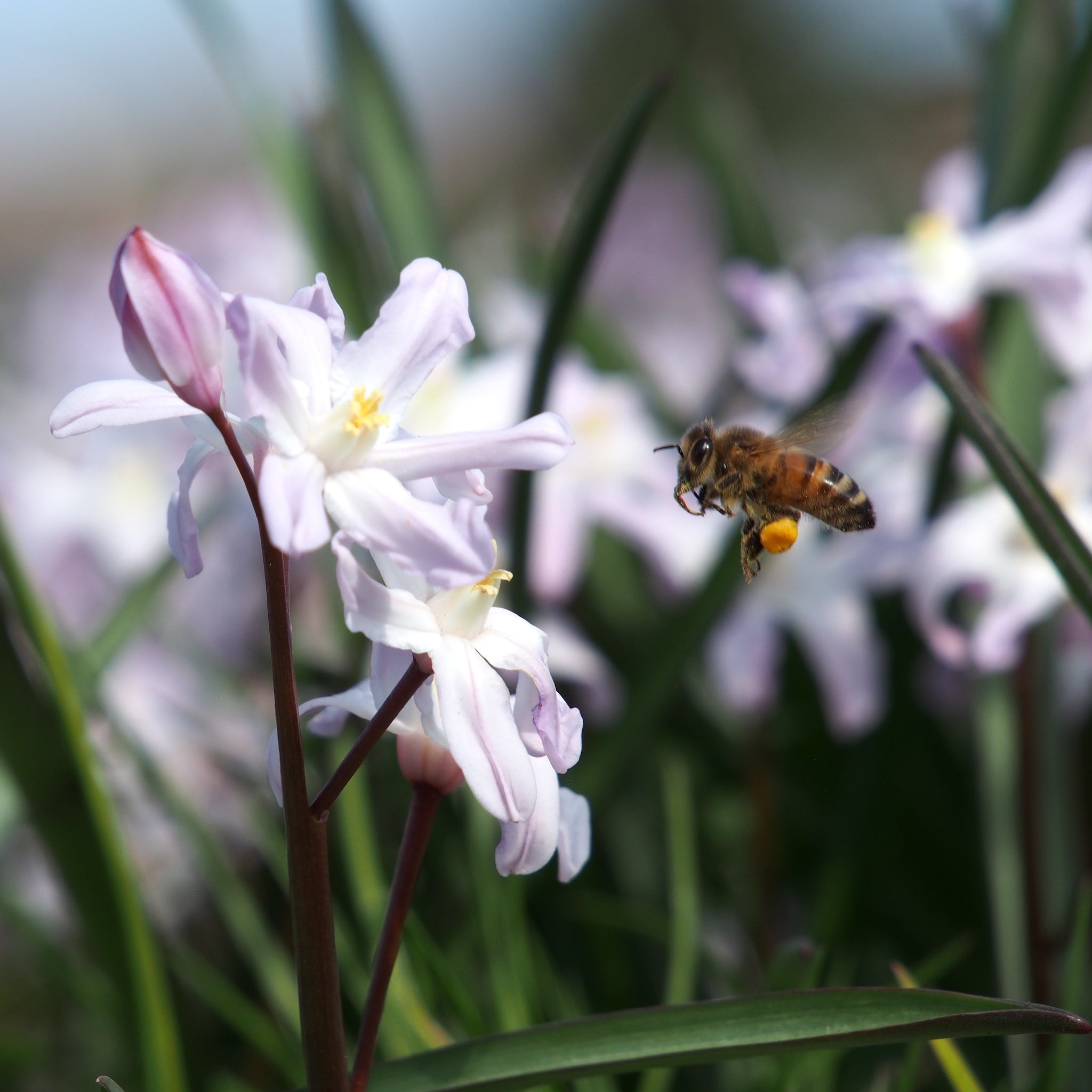 Inheemse bloembollen, bestaan die? – Sprinklr