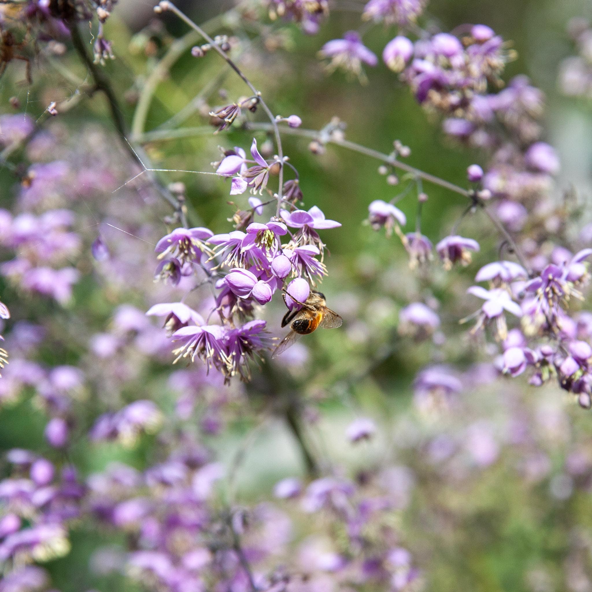 Chinese Ruit bestellen? Biologische Tuinplanten – Sprinklr