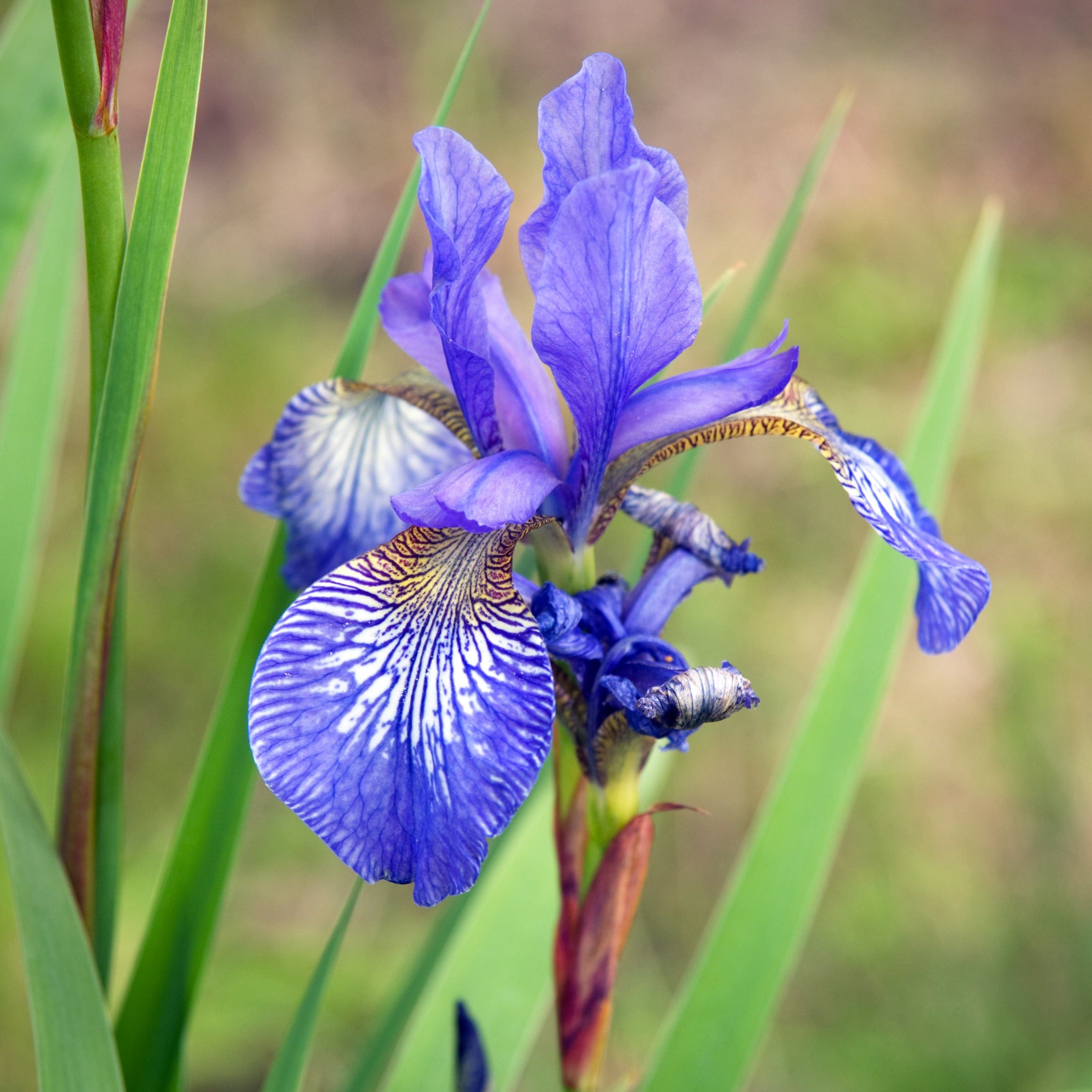 Baardloze Iris Blue King – Sprinklr