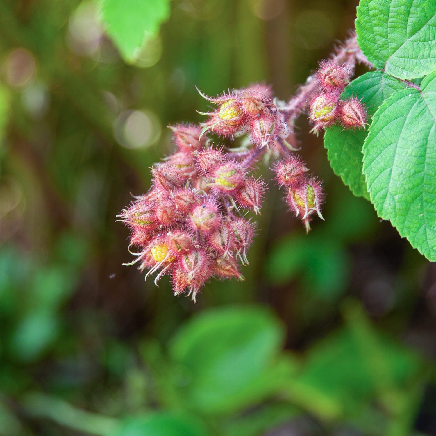 Biologische Japanse wijnbes plant bestellen? | Rubus Phoenicolasisus ...