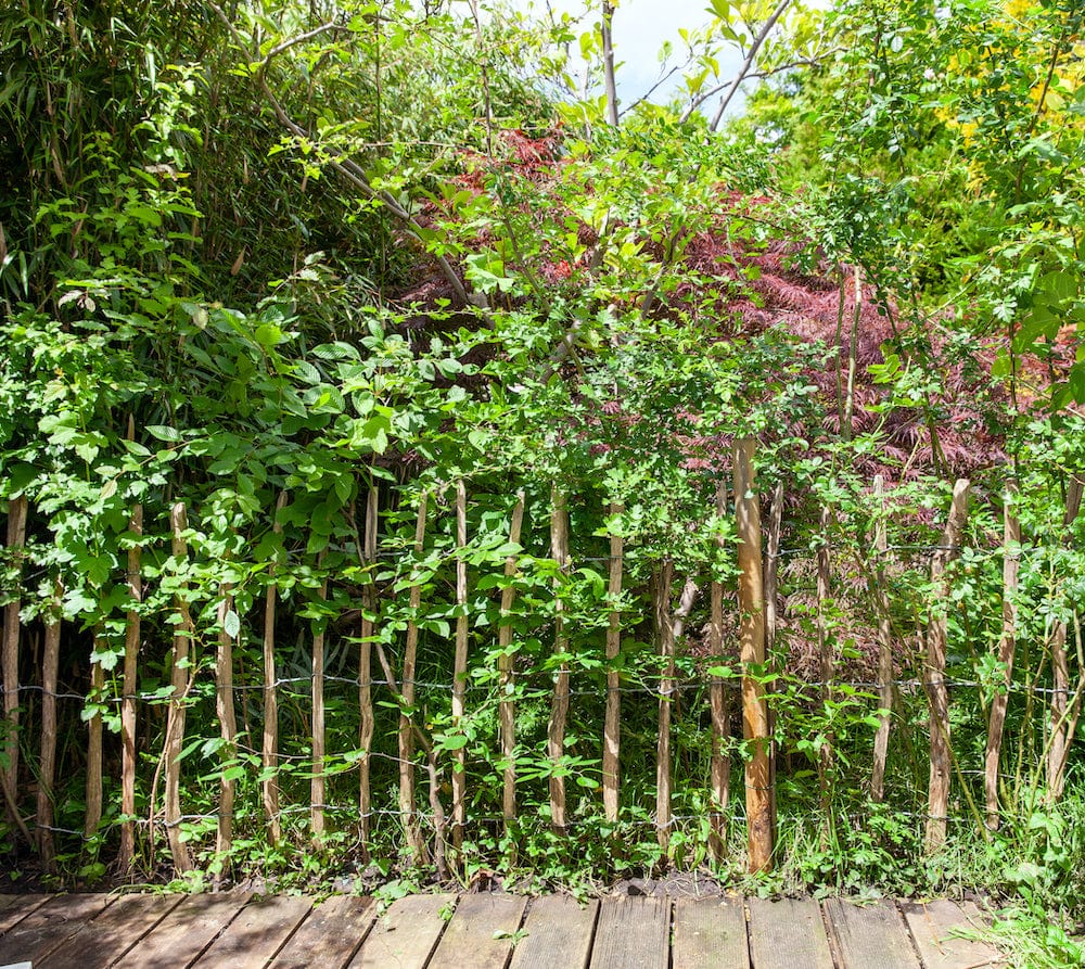 Tuiny Haag | Pakket vol Inheemse haagplanten | Sprinklr.co