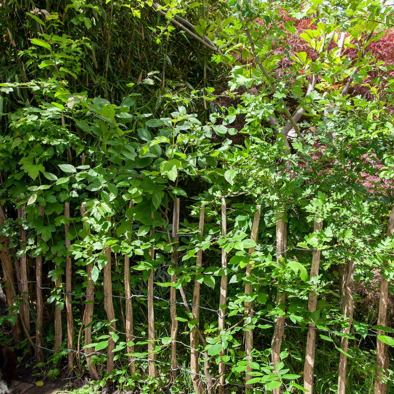 Tuiny Haag | Pakket vol Inheemse haagplanten | Sprinklr.co