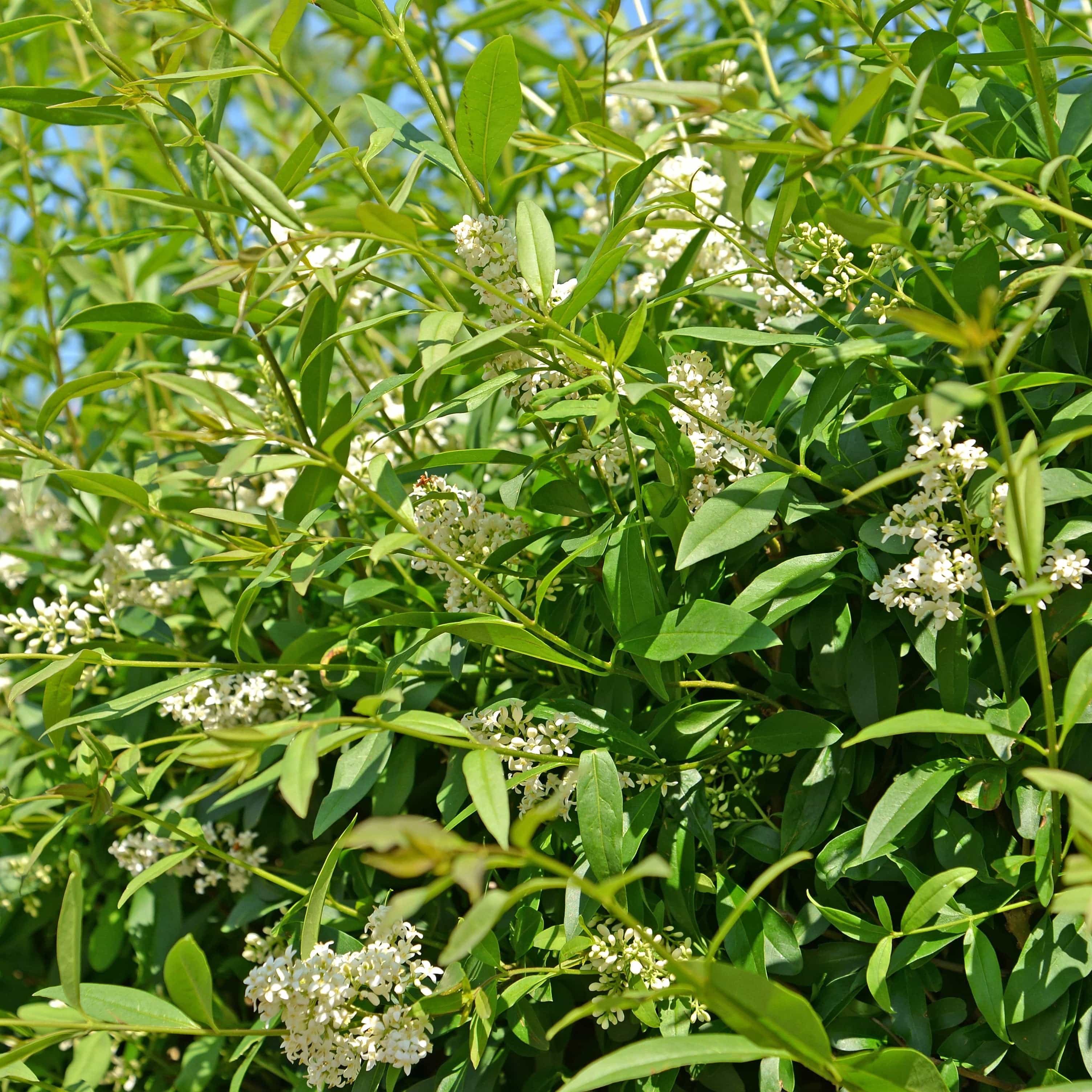 Wilde liguster bestellen? | Biologische Tuinplanten – Sprinklr
