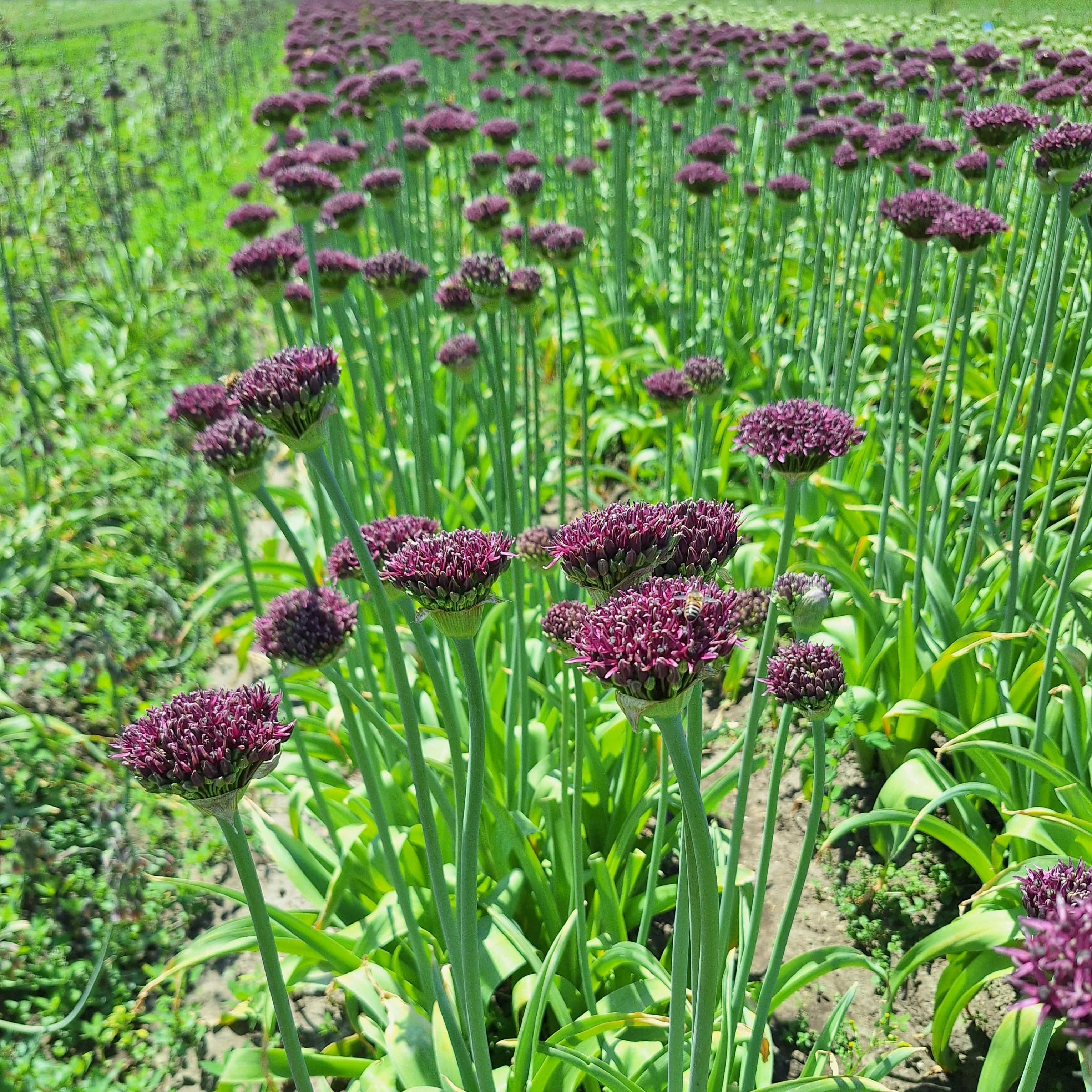 Allium Magic - Sierui | Biologische bloembollen | Sprinklr