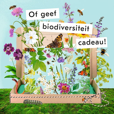 Groen en duurzaam kerstpakket vol planten – Sprinklr