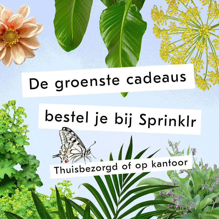 Groen en duurzaam kerstpakket vol planten – Sprinklr