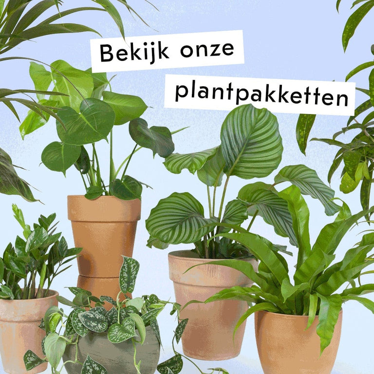 Groen en duurzaam kerstpakket vol planten – Sprinklr