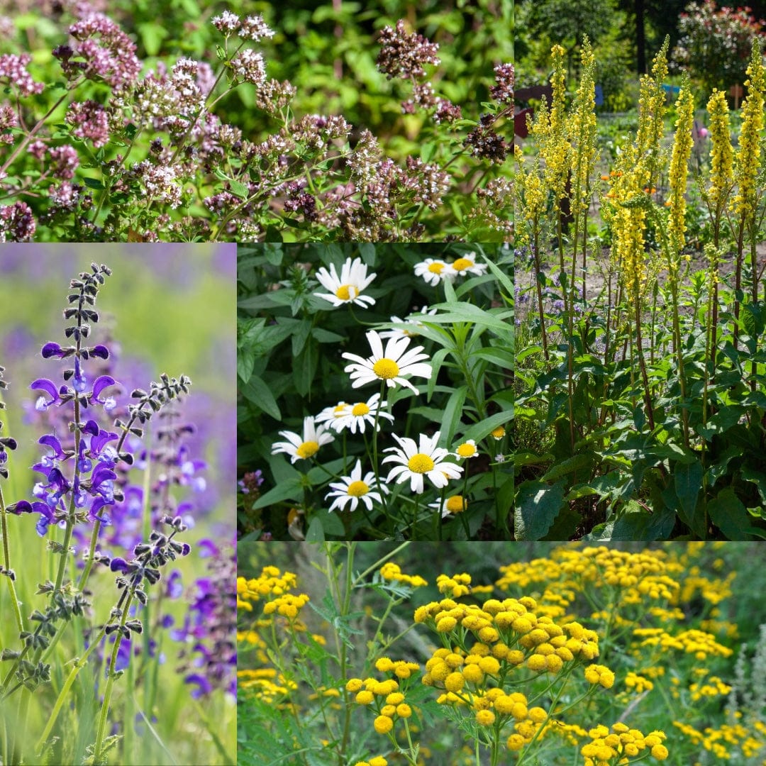 Inheems Voedselrijk Droog | Inheemse biologische tuinplanten | Sprinklr