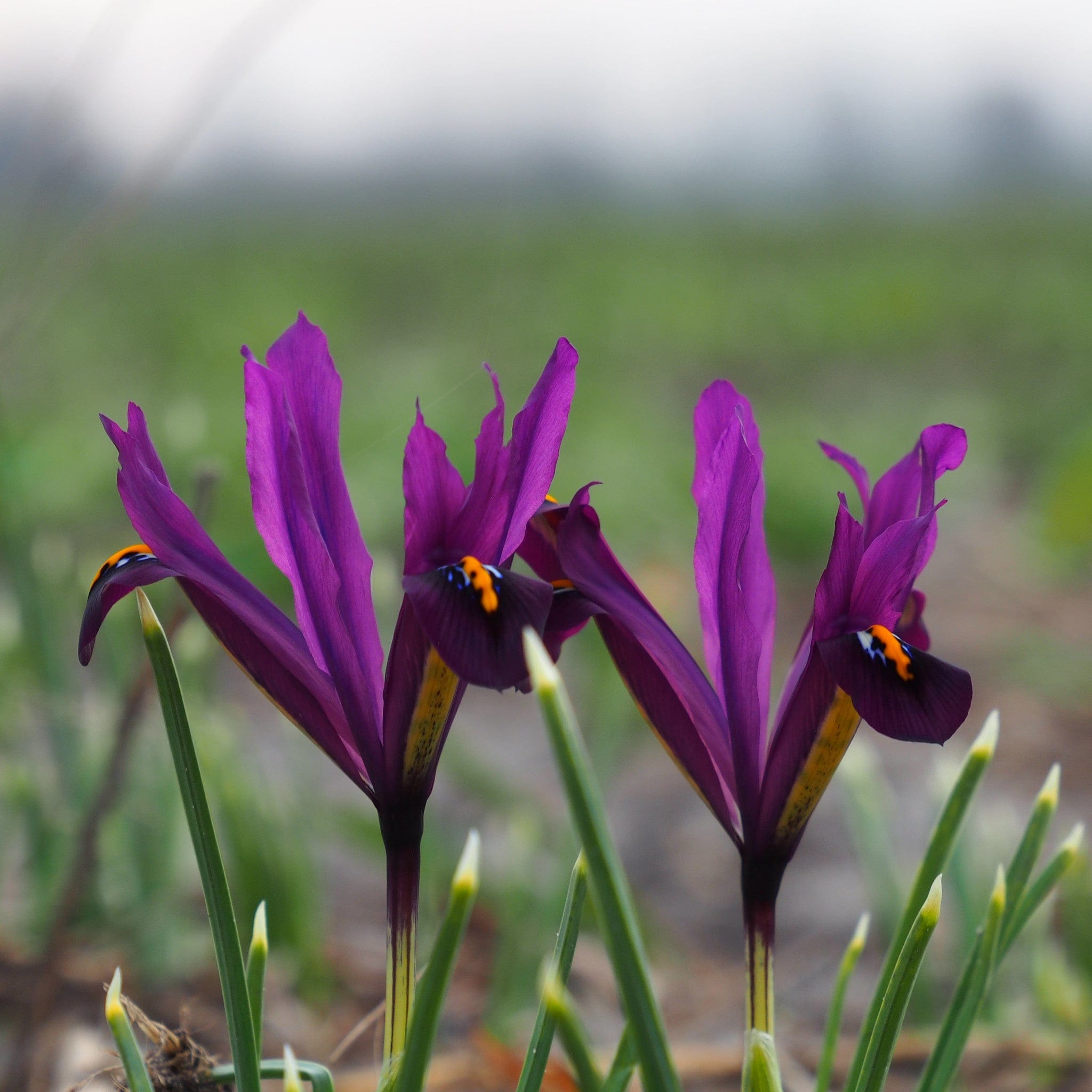 Iris J.S. Dijt | Biologische Tulpenbollen | Sprinklr.co