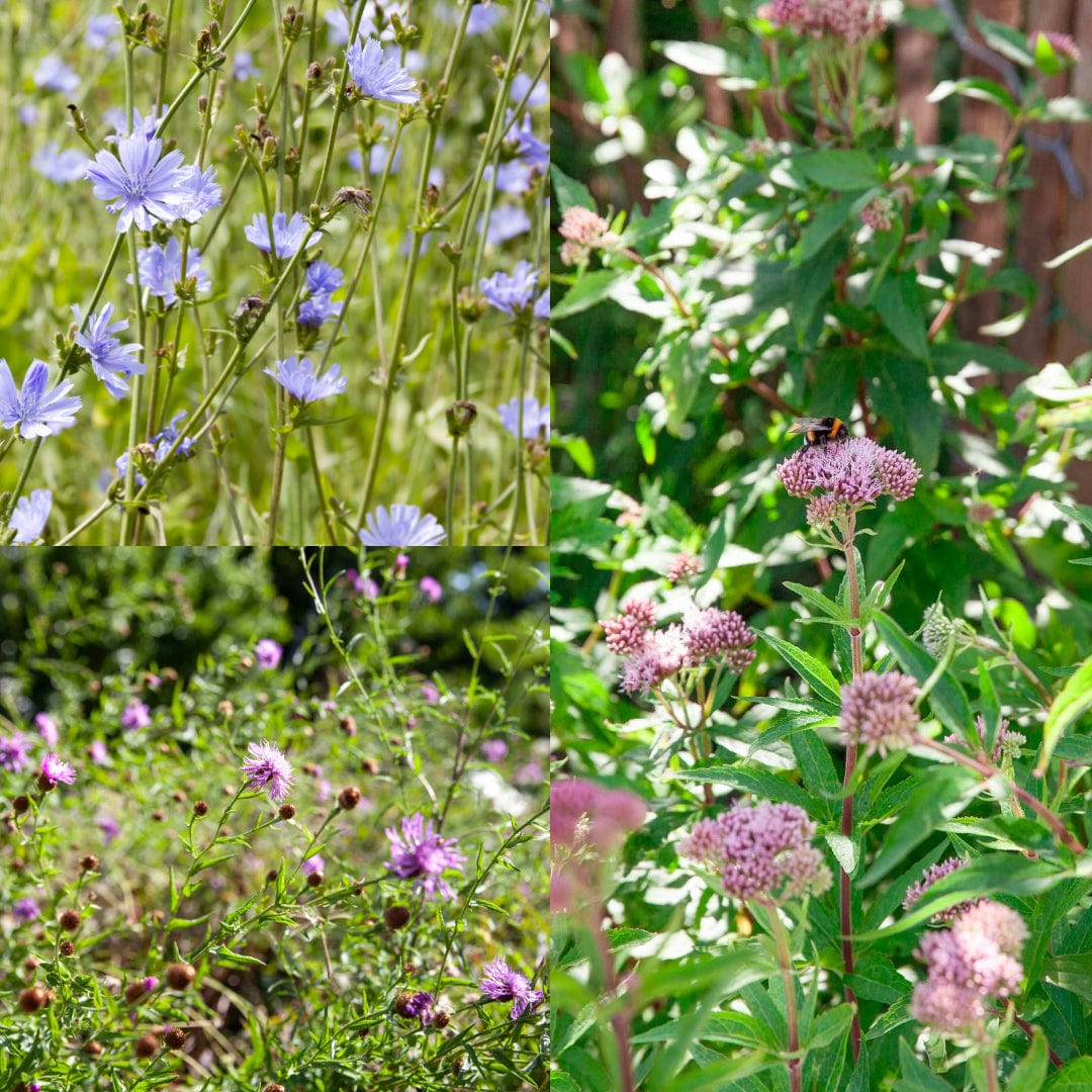 Nazomer inheems| Biologische Tuinplanten | Sprinklr