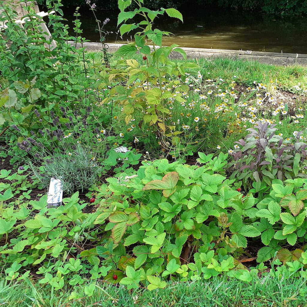 Wildplukken uit je eigen Voedselbosje – Sprinklr