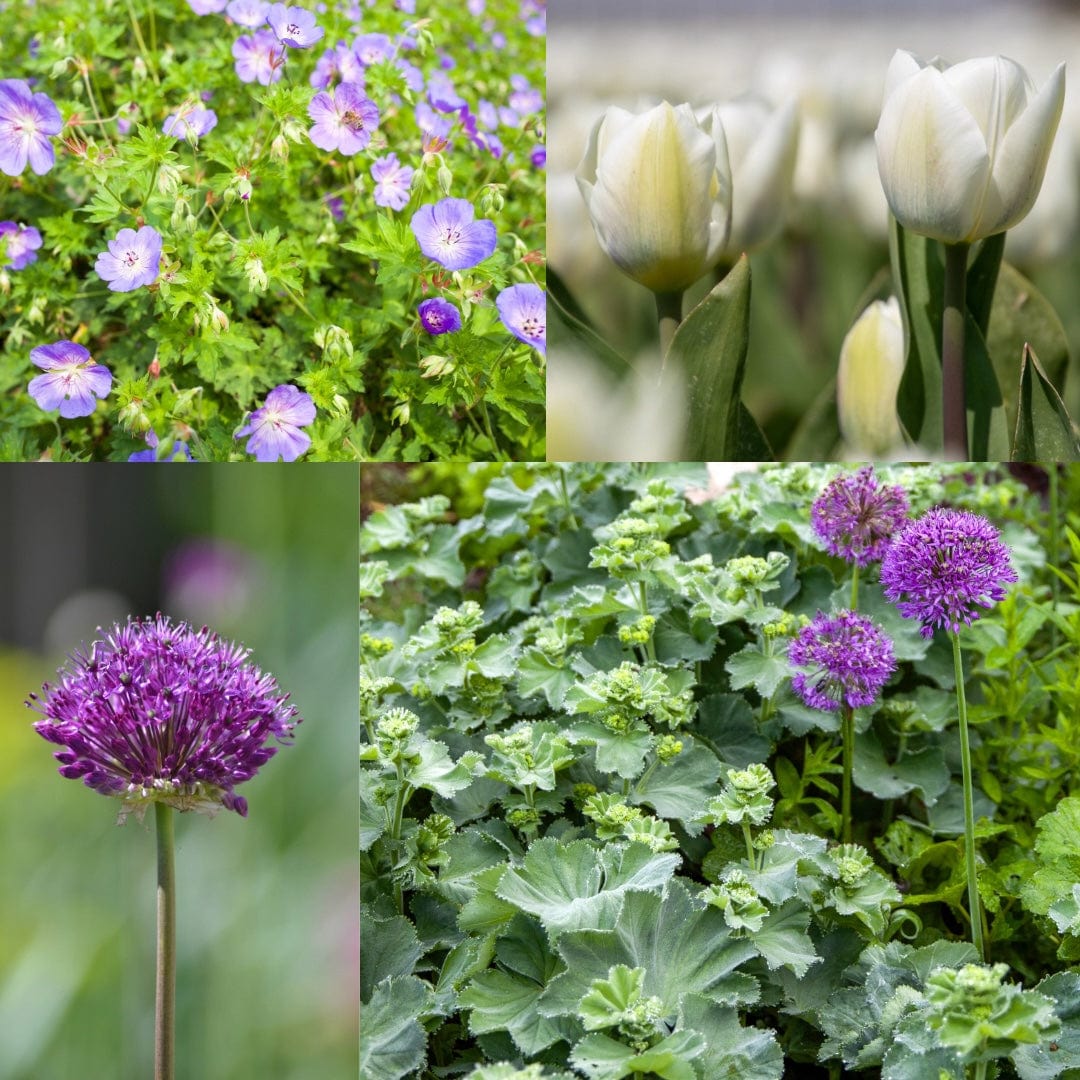 Plant + bol klassiek | Biologische tuinplanten | Sprinklr