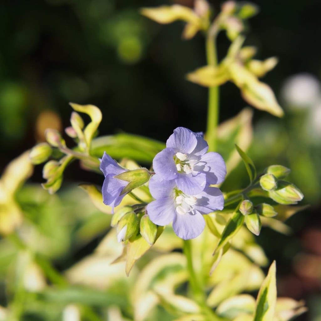 Jacobs Ladder Plant Polemonium Caeruleum Wikipedia