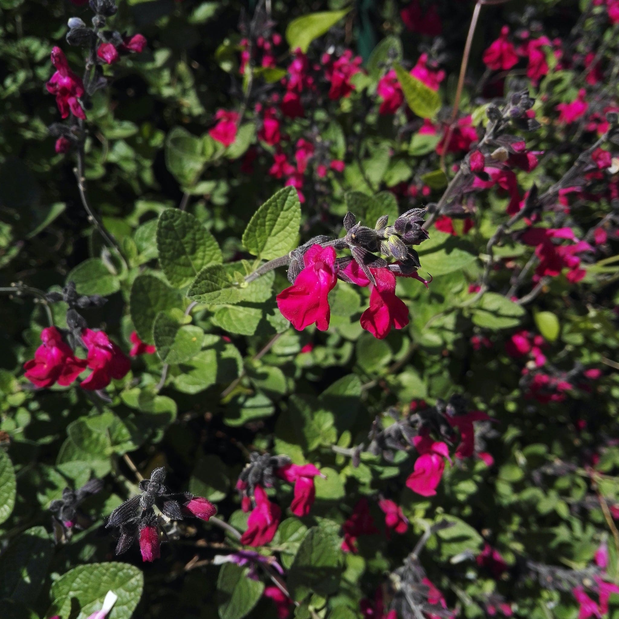 Salvia microphylla Burgundy | Biologische Tuinplanten | Sprinklr.co