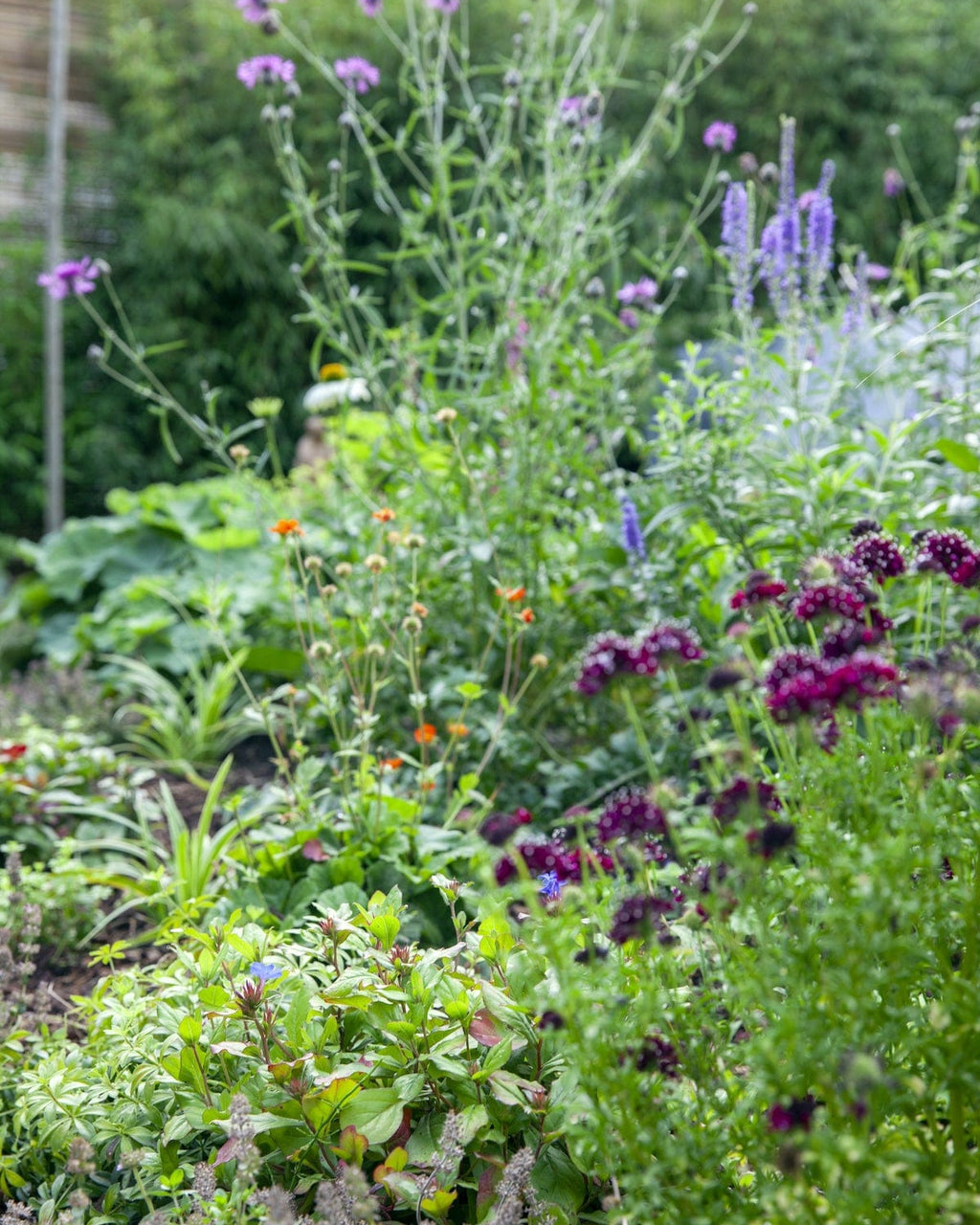 Beplantingsplan op maat voor een natuurlijke border | Sprinklr.co