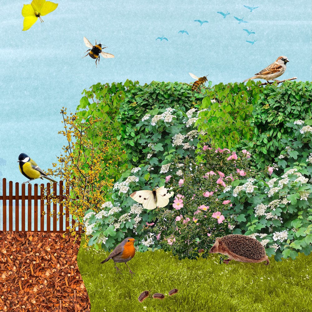 Tuiny Forest | Inheems bos op tuinformaat | Sprinklr.co