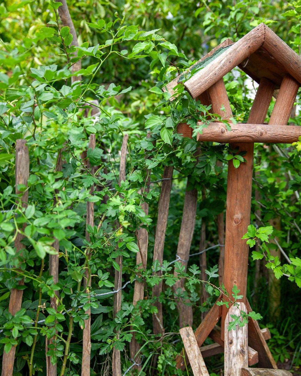 Tuiny Haag | Pakket vol Inheemse haagplanten | Sprinklr.co