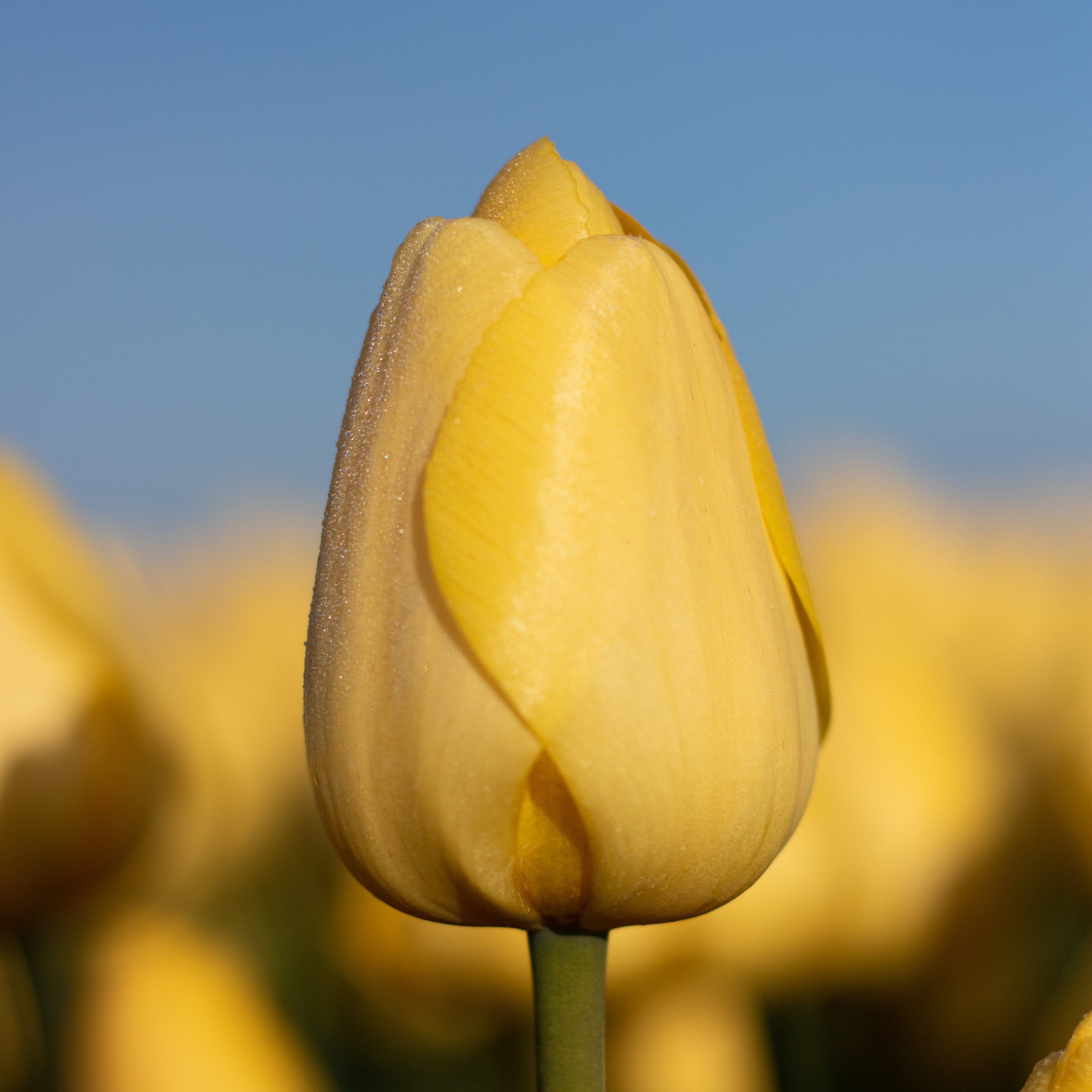 Tulipa Novi Sun | Biologische Tulpenbollen | Sprinklr.co