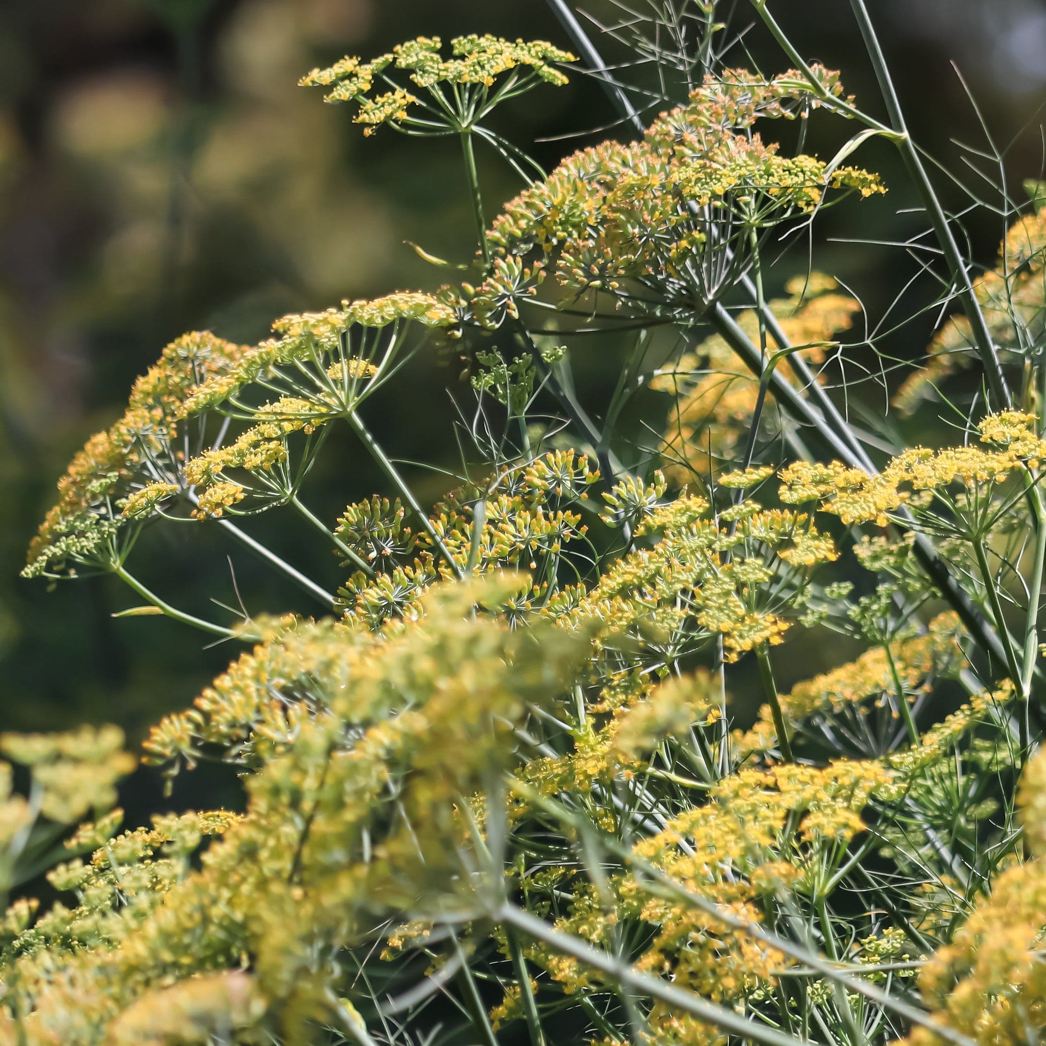 Venkel Giant Bronze – Sprinklr