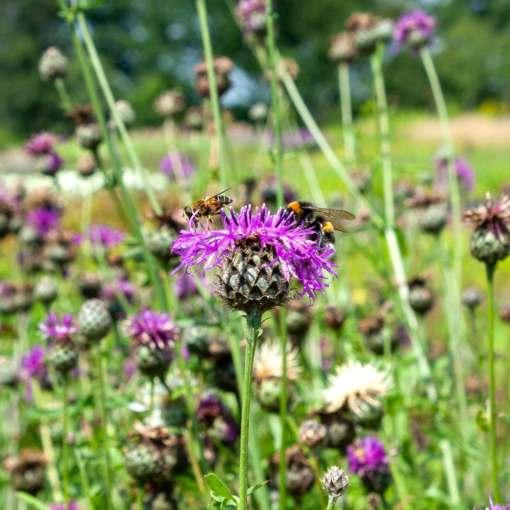 Biologische tuinplanten & Duurzame kamerplanten vind je bij Sprinklr