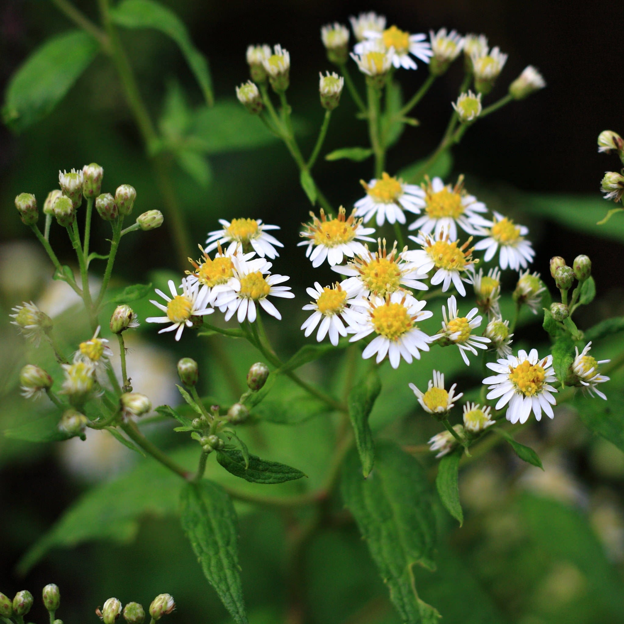 Aster bestellen? | Biologische Tuinplanten – Sprinklr