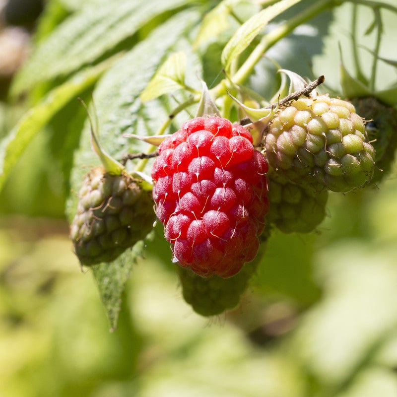 Biologische Framboos 'Tulameen' bestellen? | Sprinklr