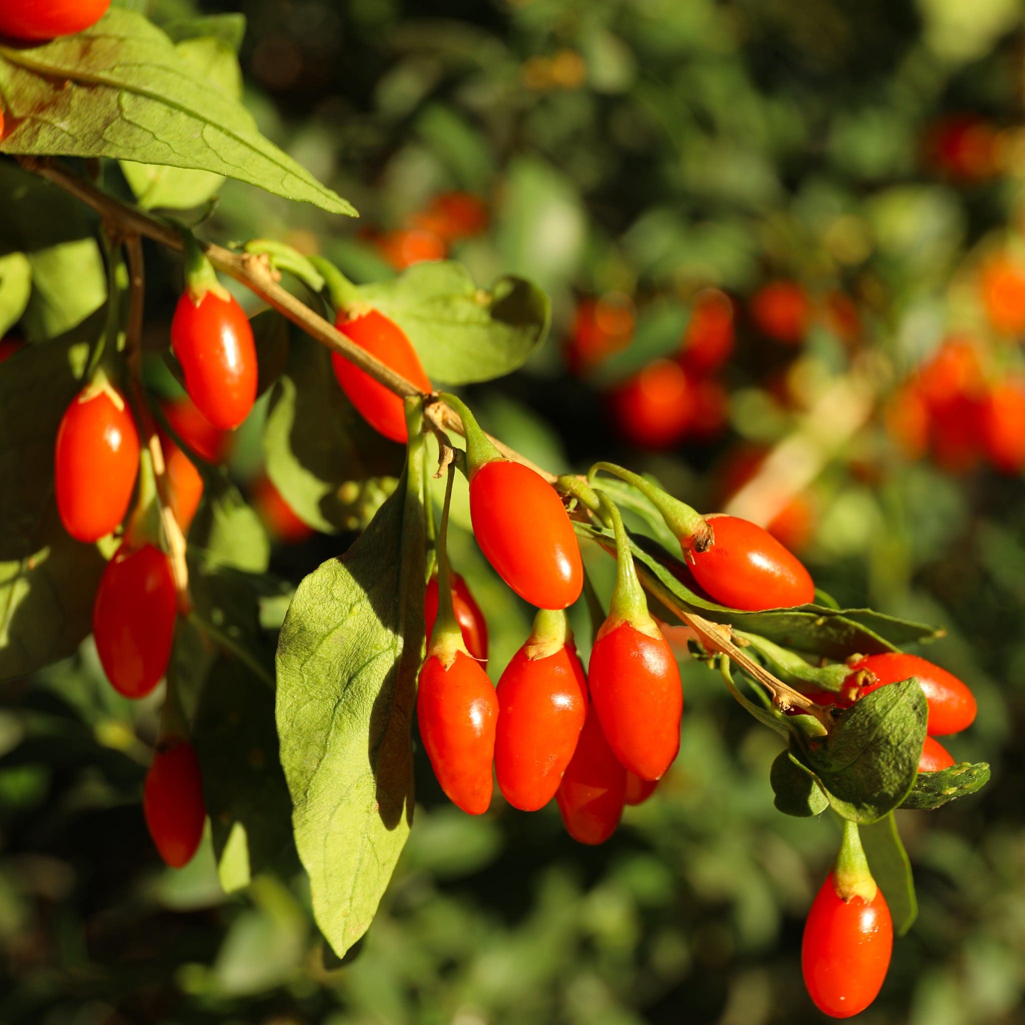 Mini Gojibes bestellen? Biologische Tuinplanten – Sprinklr