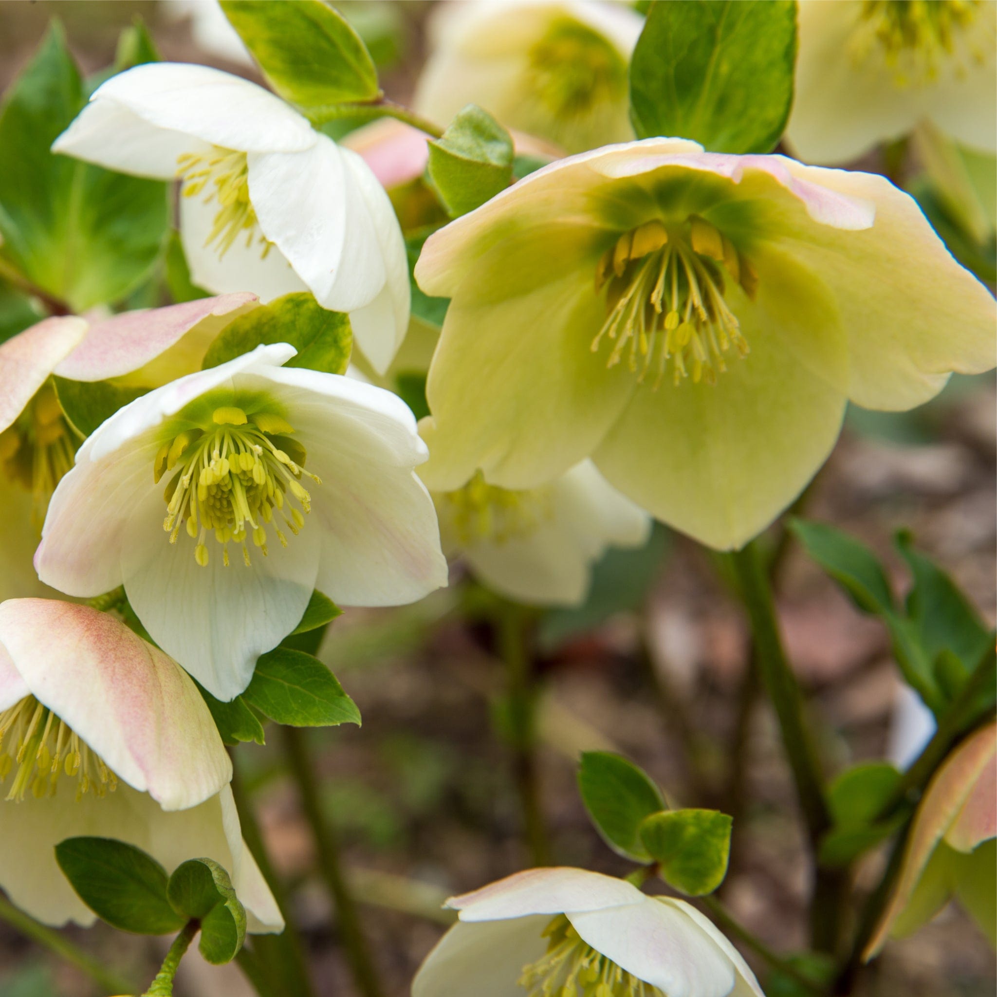 Helleborus Niger bestellen? Biologische Tuinplanten – Sprinklr