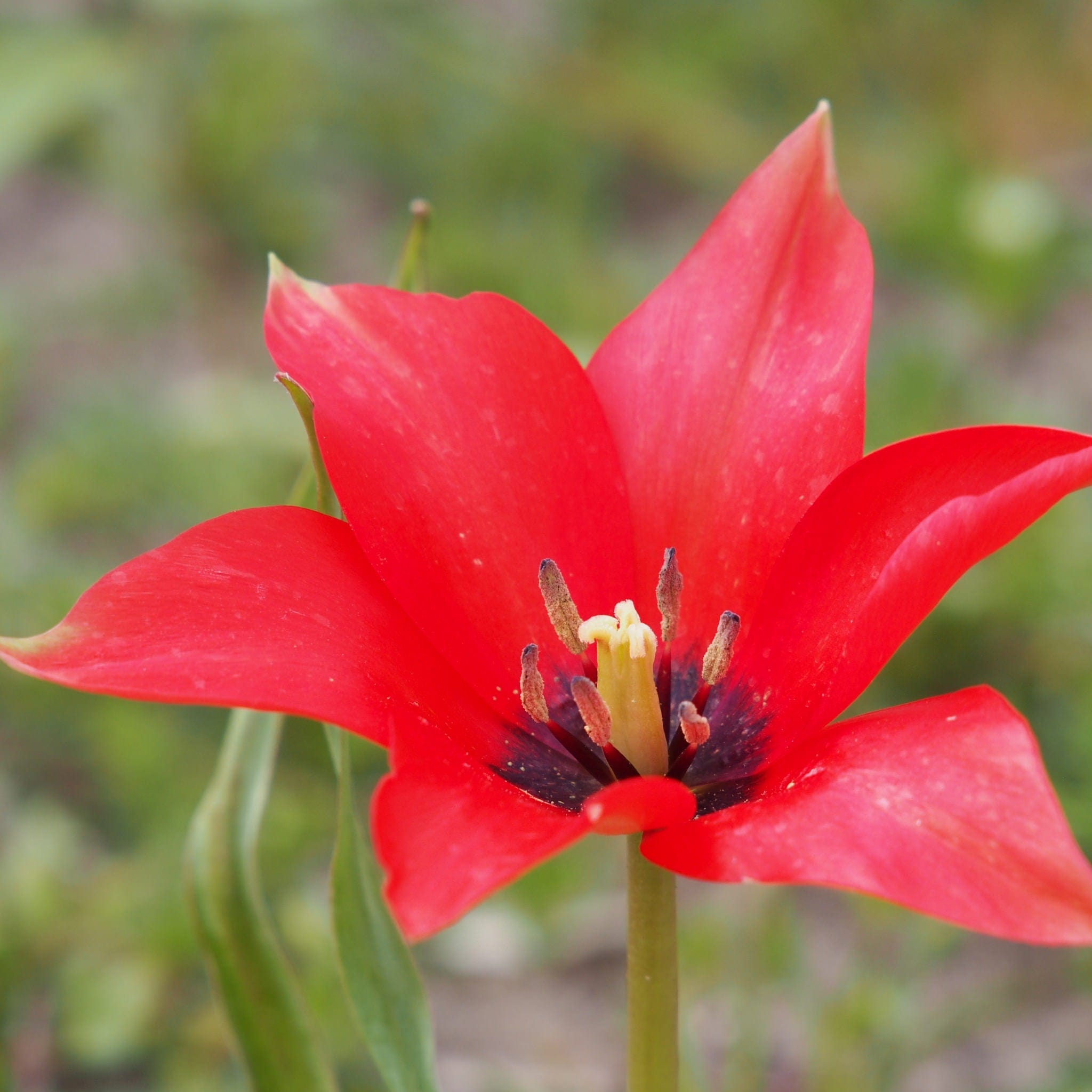 Tulipa Linifolia | Biologische Tulpenbollen | Sprinklr.co