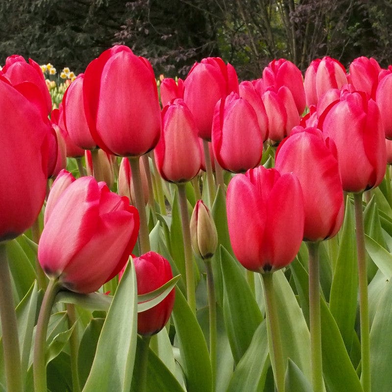 Tulipa Red Impression | Biologische Tulpenbollen | Sprinklr