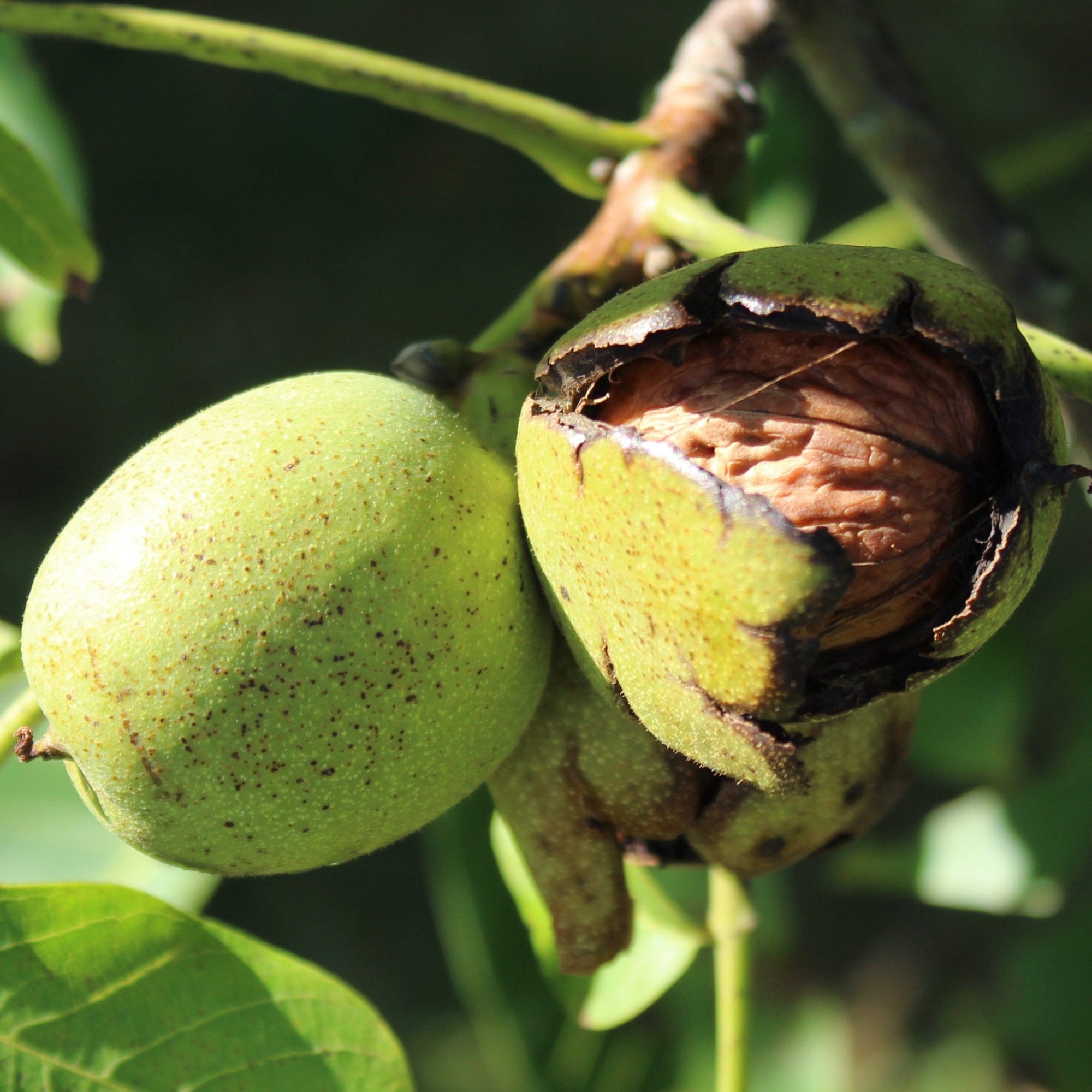 Walnotenboom bestellen? | Juglans Regia Bio | Biologische Tuinplanten ...