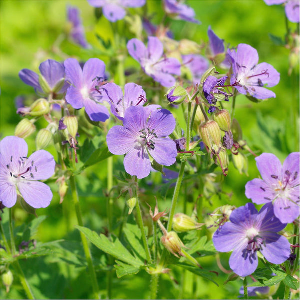 Inheemse bodembedekkers | Biologische inheemse tuinplanten die de bodem ...
