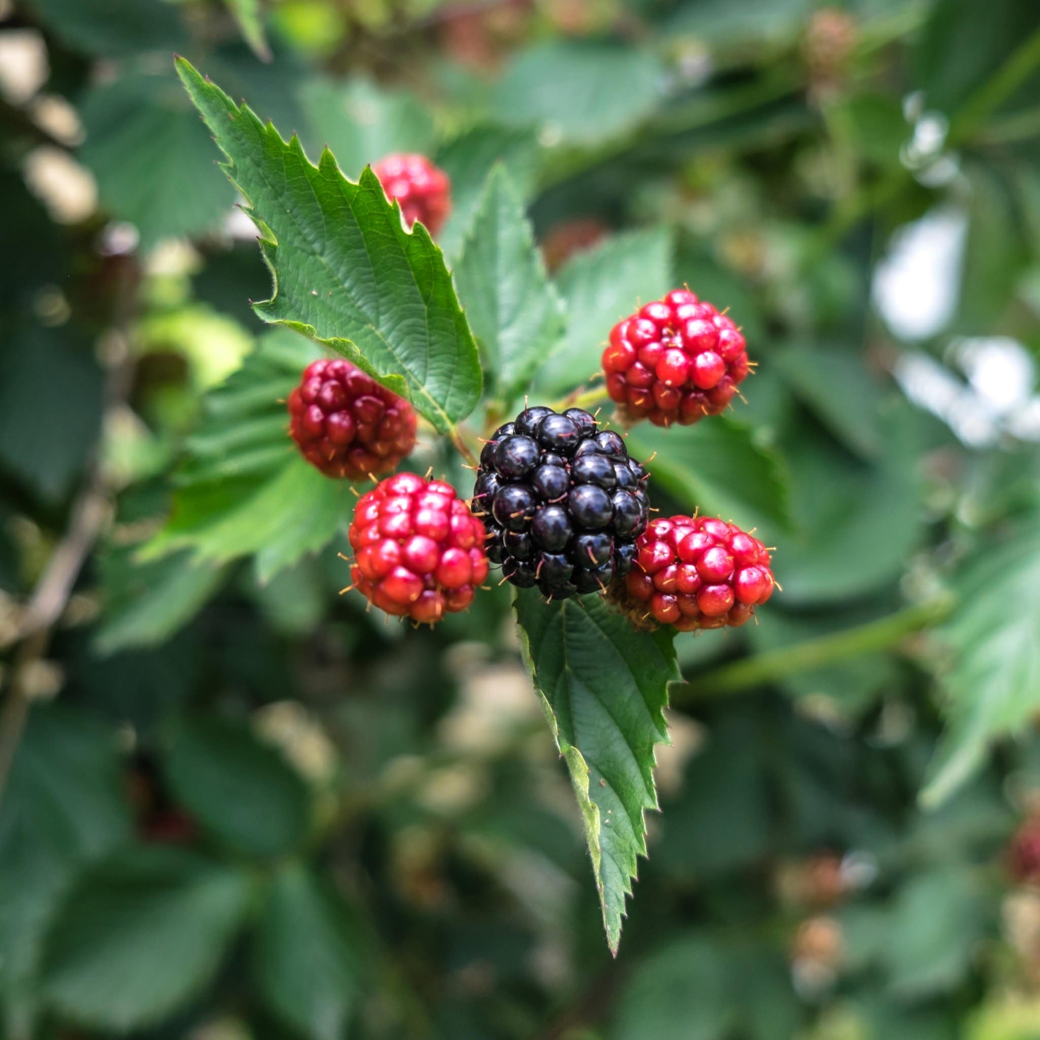 Braam Big & Early bestellen? Biologische Tuinplanten – Sprinklr