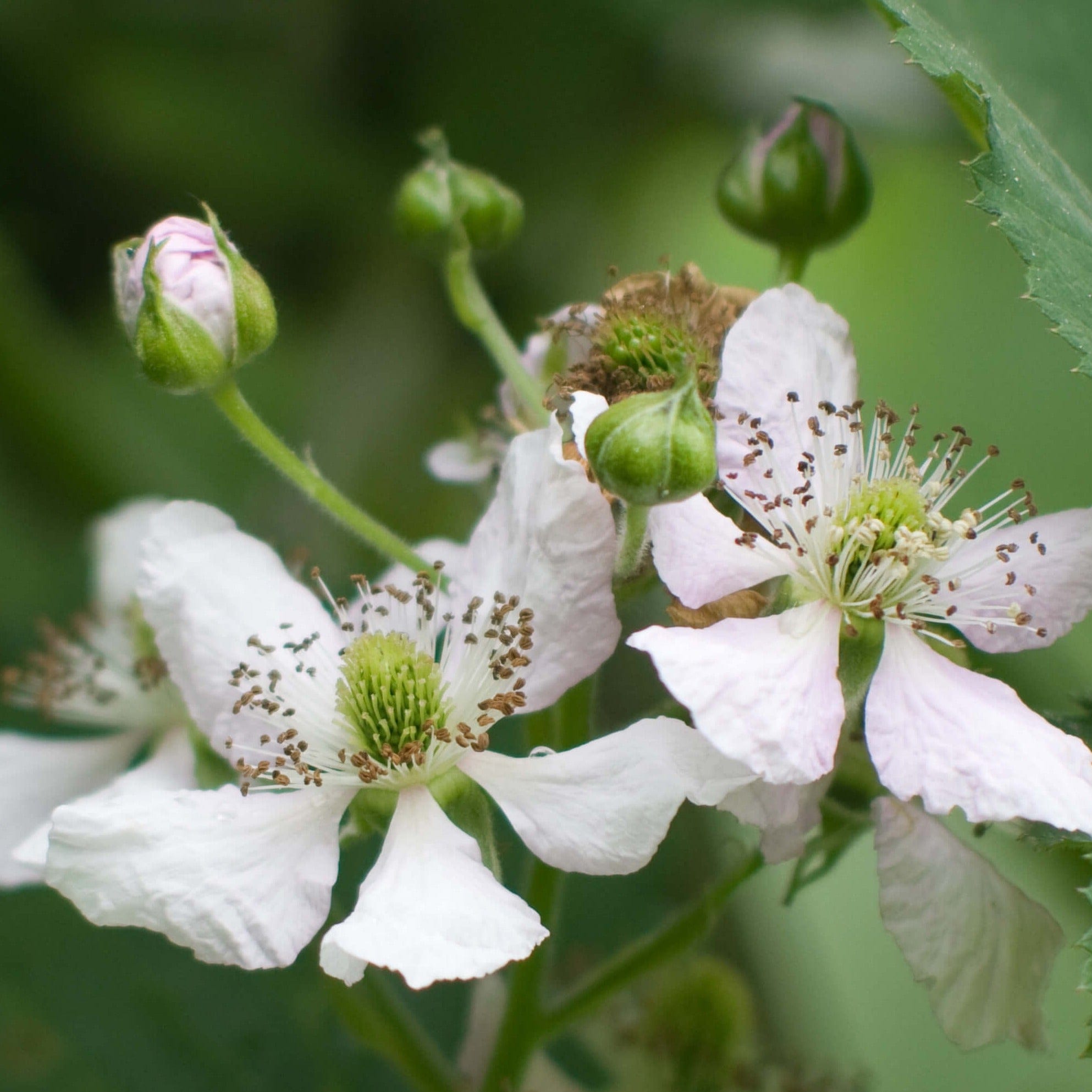 Braam Big & Early bestellen? Biologische Tuinplanten – Sprinklr