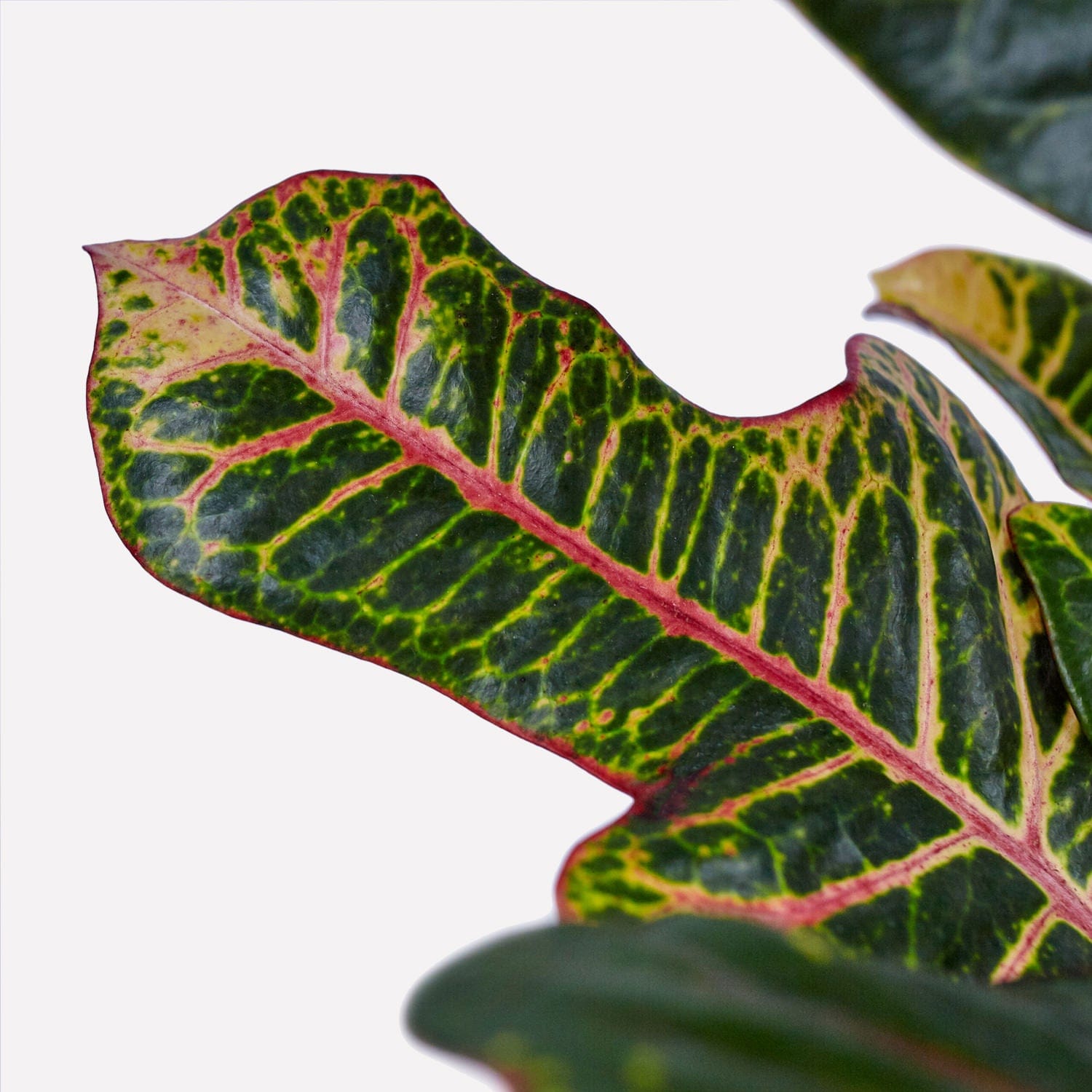 Croton Excellent | Duurzame Kamerplant | Sprinklr