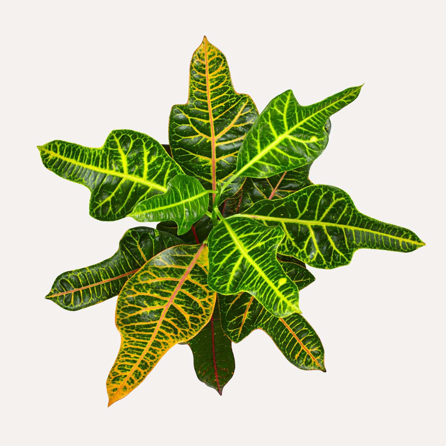 Croton Excellent | Duurzame Kamerplant | Sprinklr