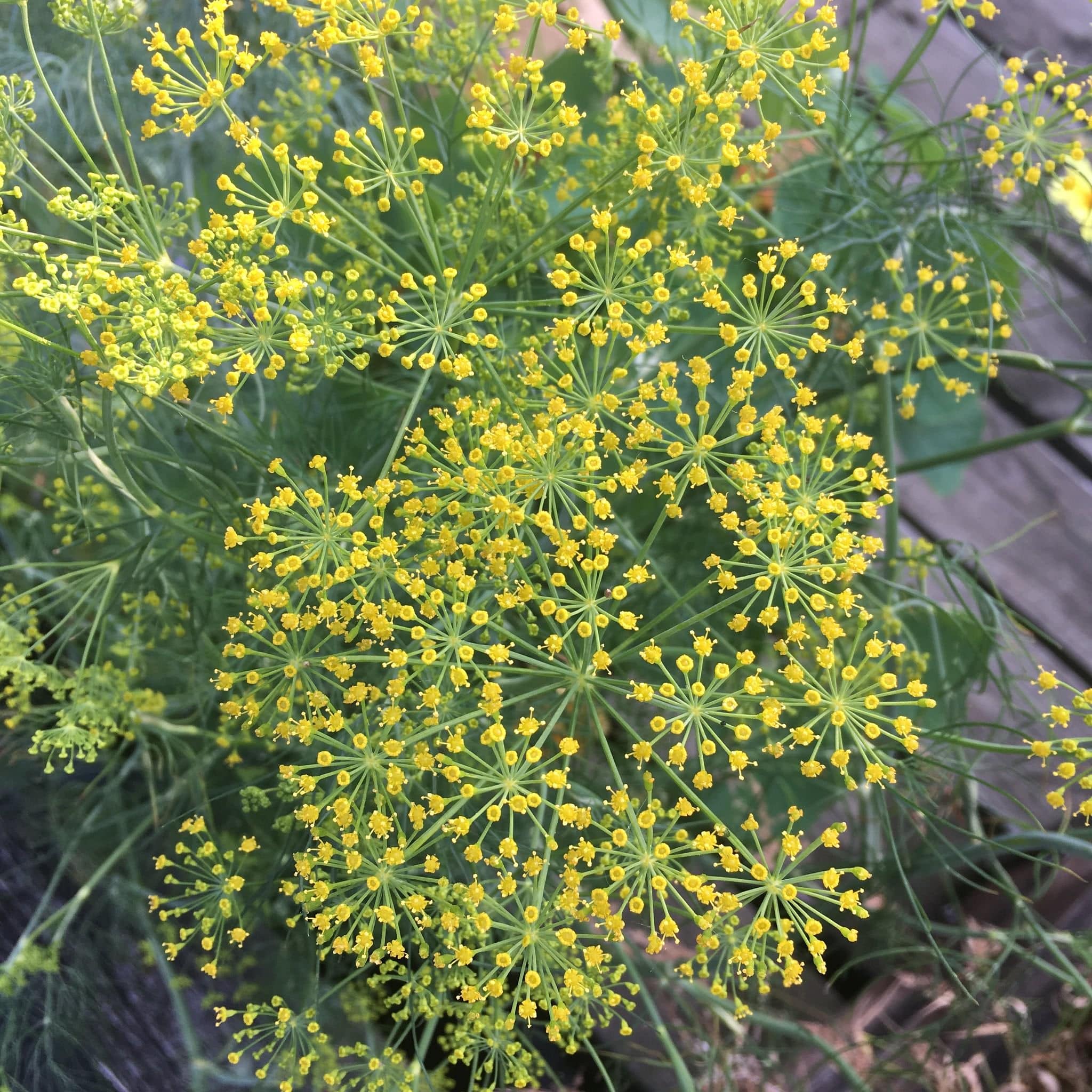 Dille zaden bestellen? Biologische zaden – Sprinklr