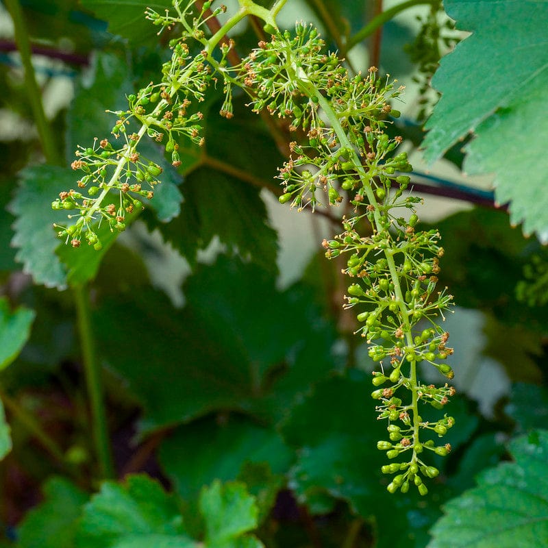 Biologische Blauwe druif 'Boskoop Glory' bestellen? | Sprinklr