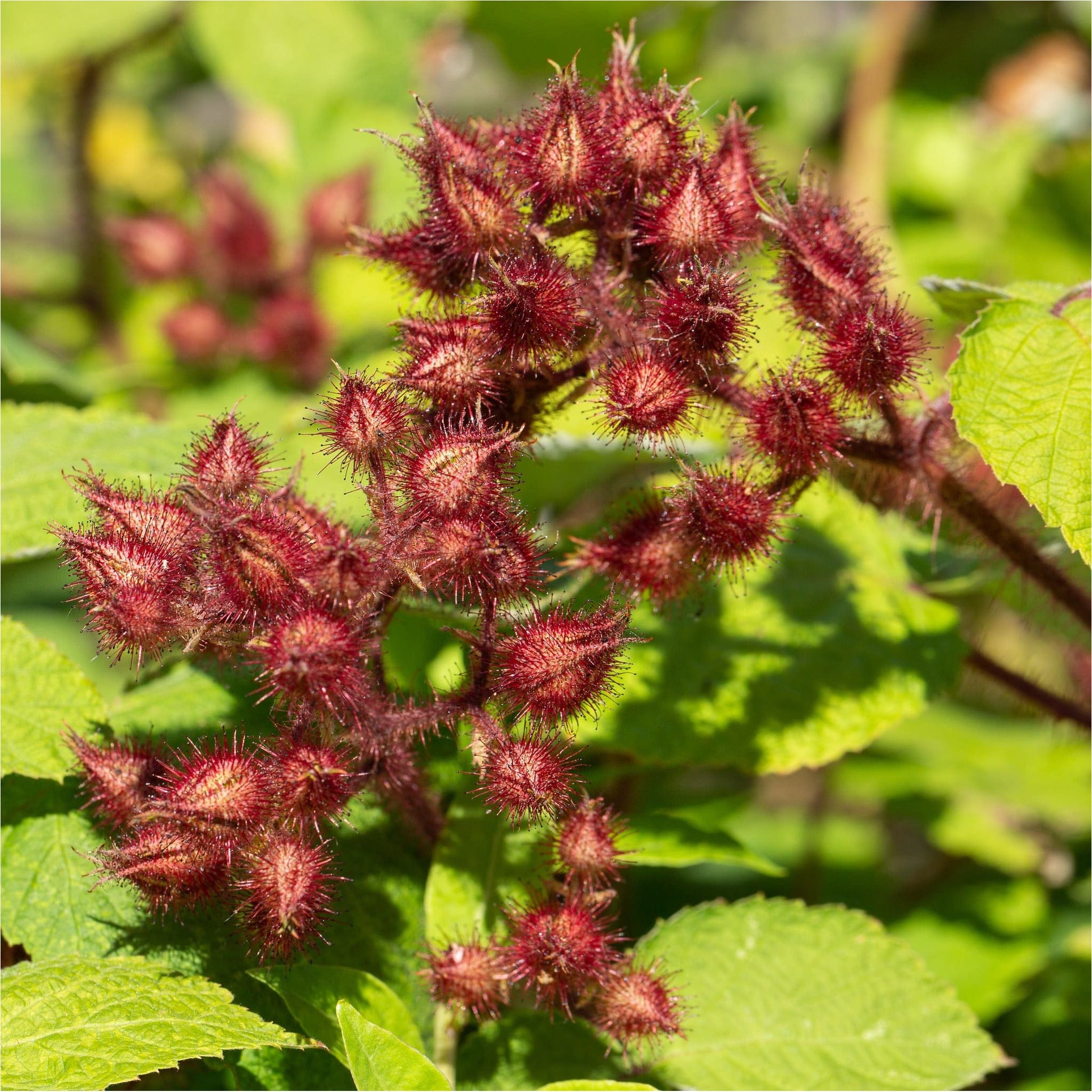 Biologische Japanse wijnbes plant bestellen? | Rubus Phoenicolasisus ...