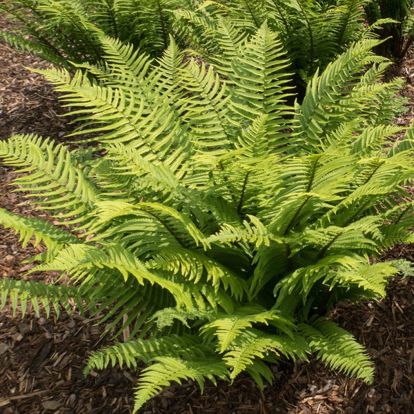 Een geveltuin bestellen? Sprinklr Planten
