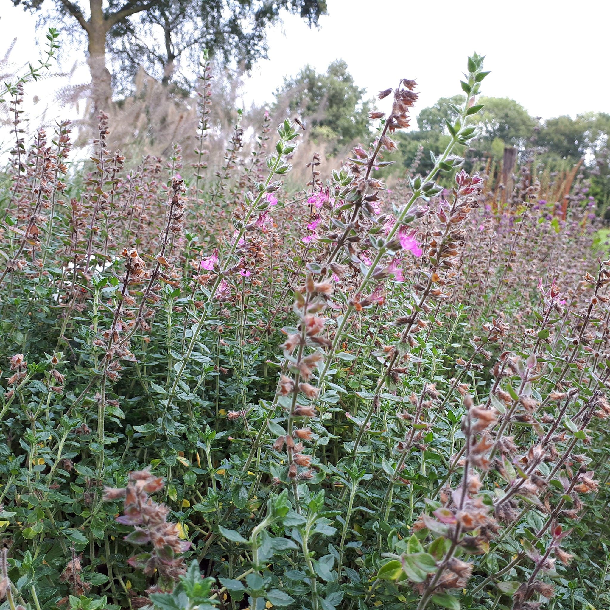 Gamander – Sprinklr