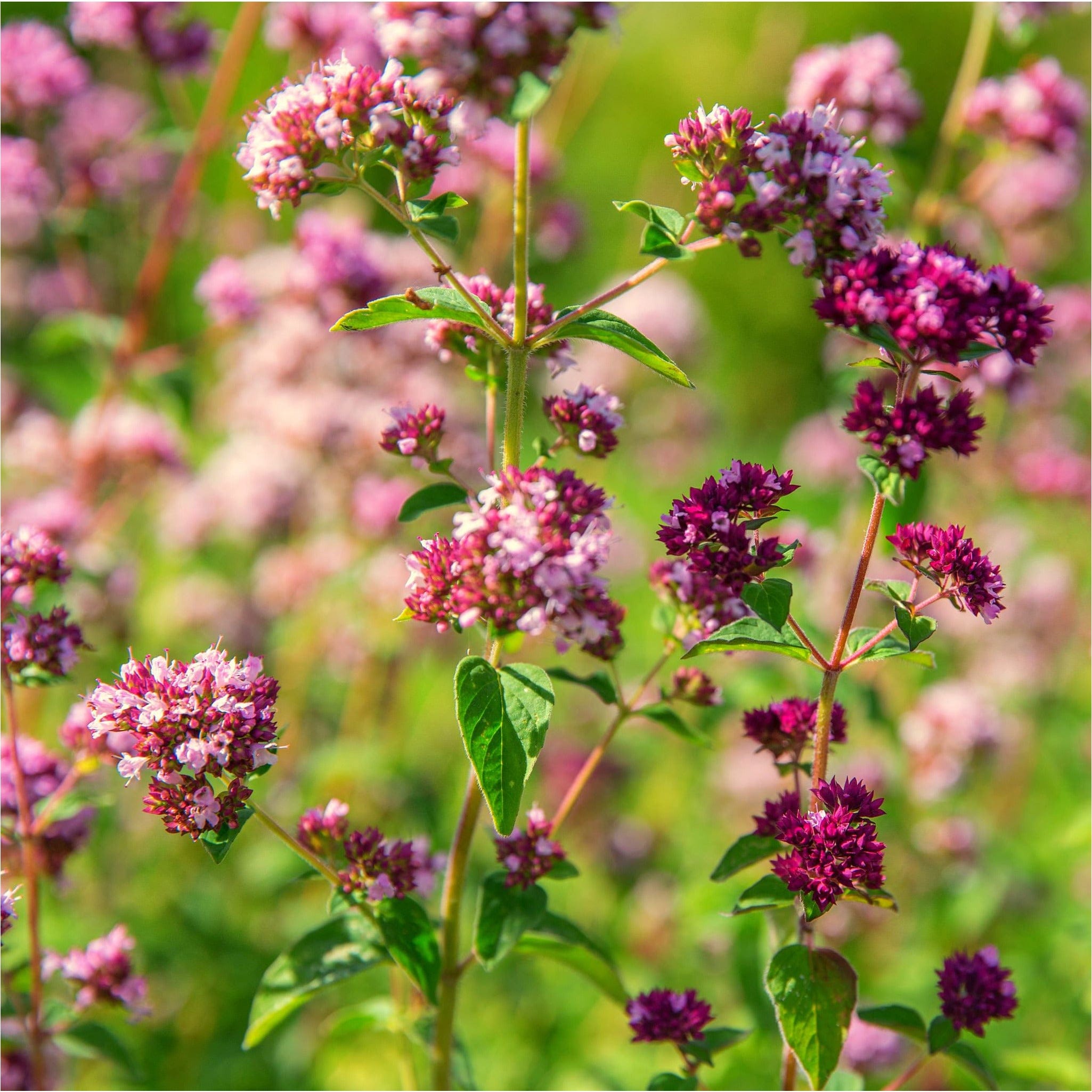 Wilde Marjolein | Biologische tuinplant | Inheems | Sprinklr