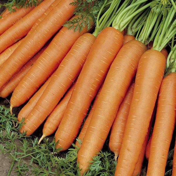 Zadenpakketje Moestuin – Sprinklr